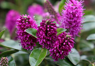 What to plant in your garden this Autumn | Watts Gallery
