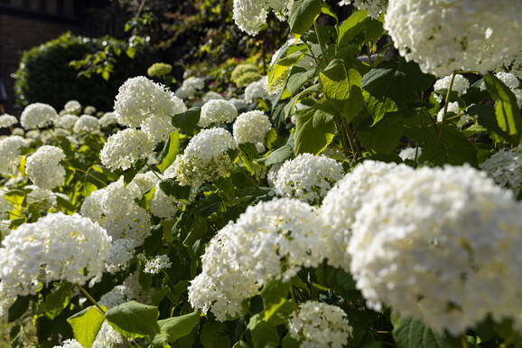 Guildford in Bloom | Watts Gallery